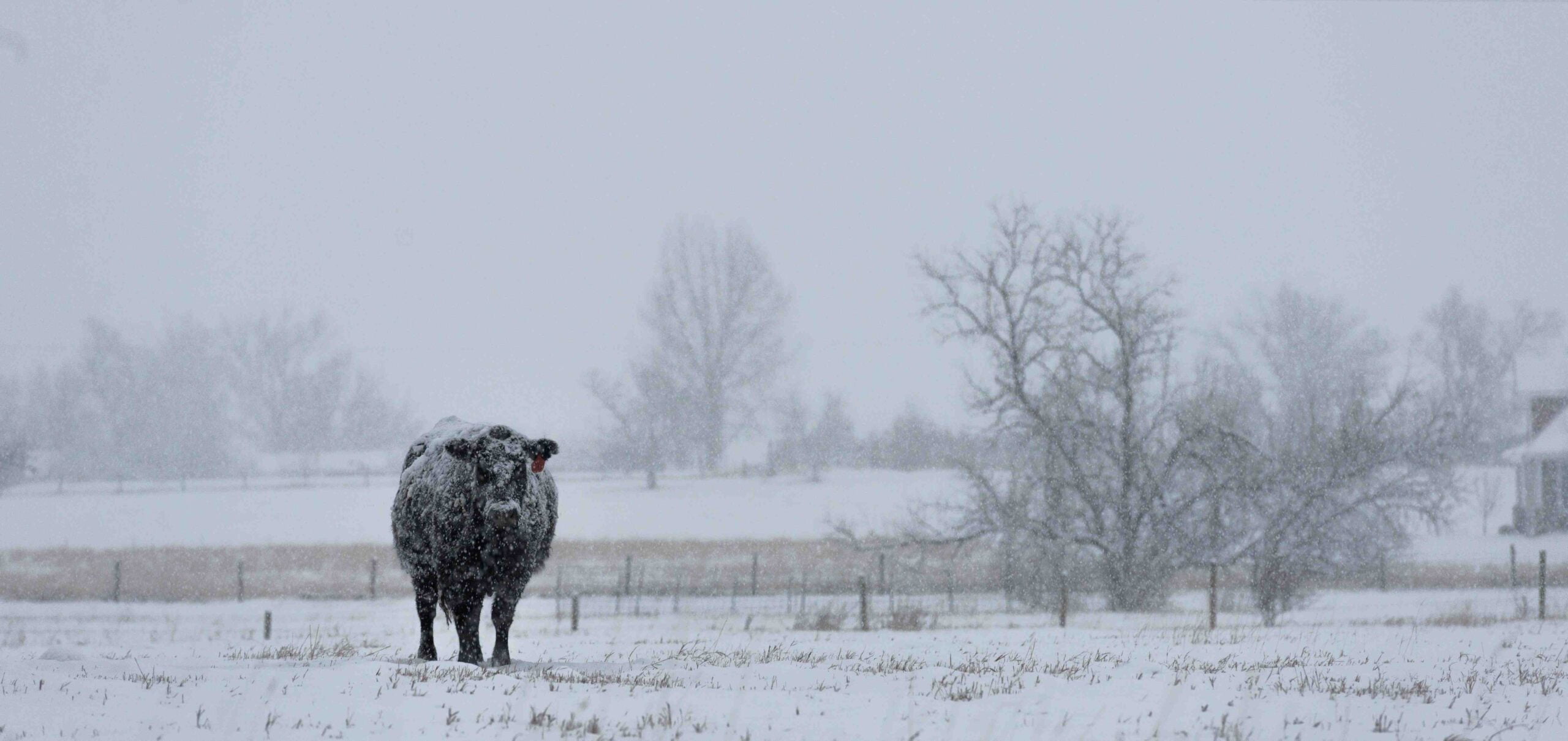 Cattle Weekly Comments January 2 - Martinson Ag Risk Management