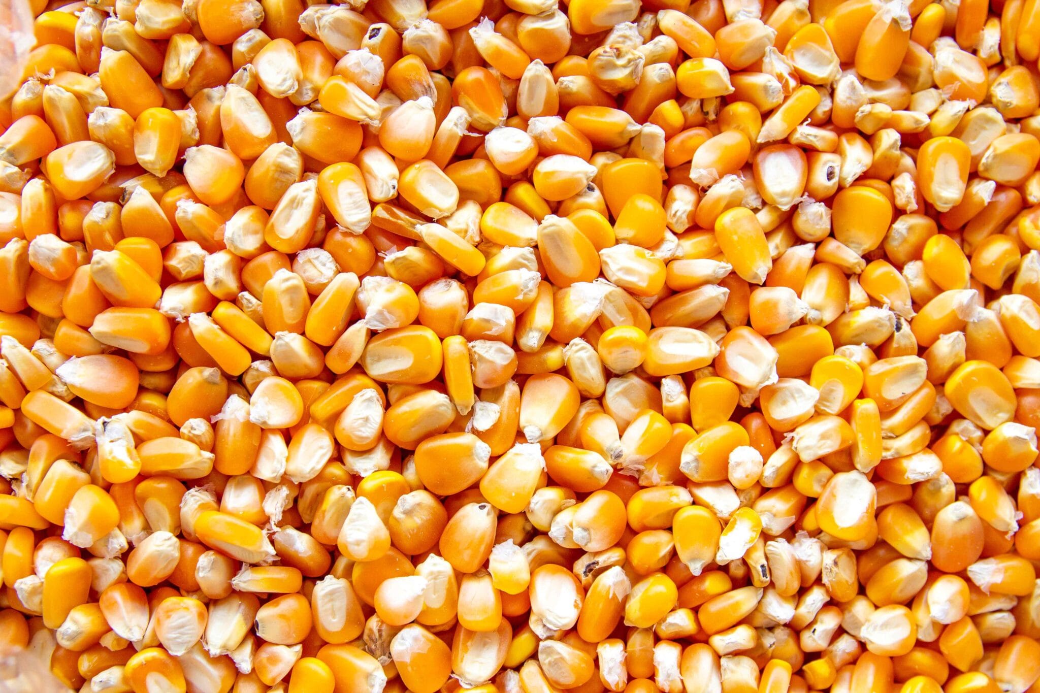 Corn Weekly Comments January 2 - Martinson Ag Risk Management